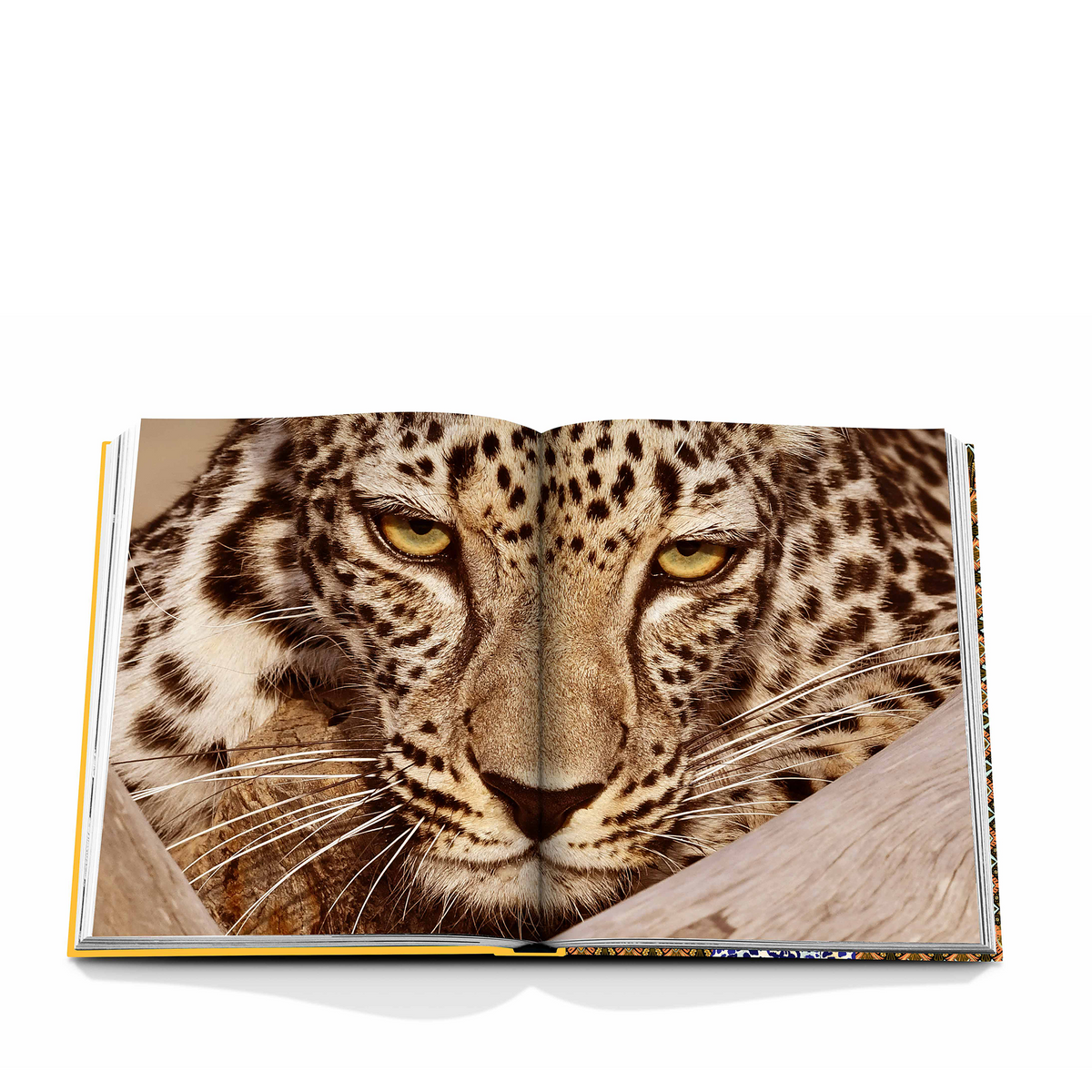 Arabian Leopard