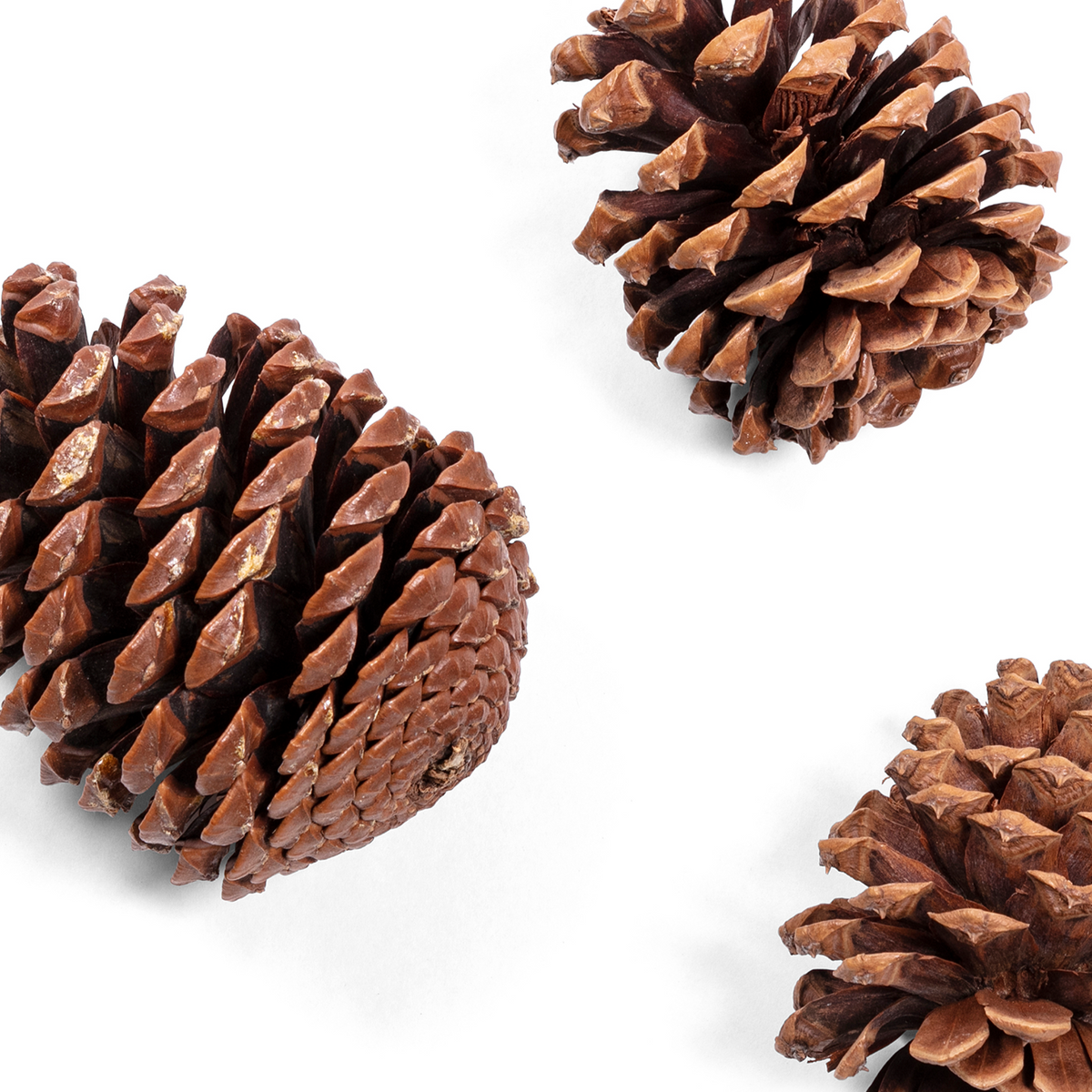 jeffrey pine cone size